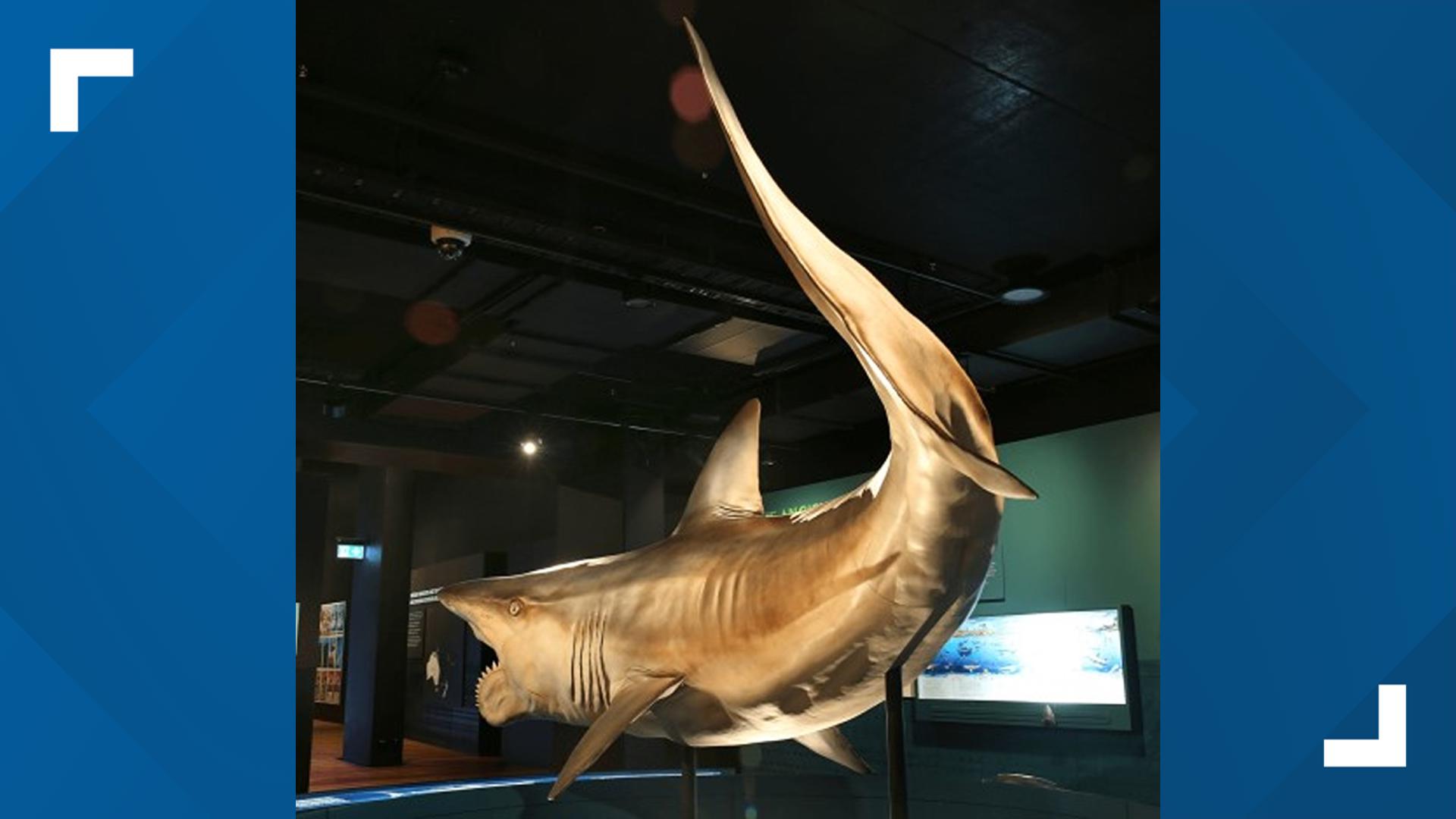 Grand Rapids Public Museum preparing to open SHARKS exhibition | wzzm13.com