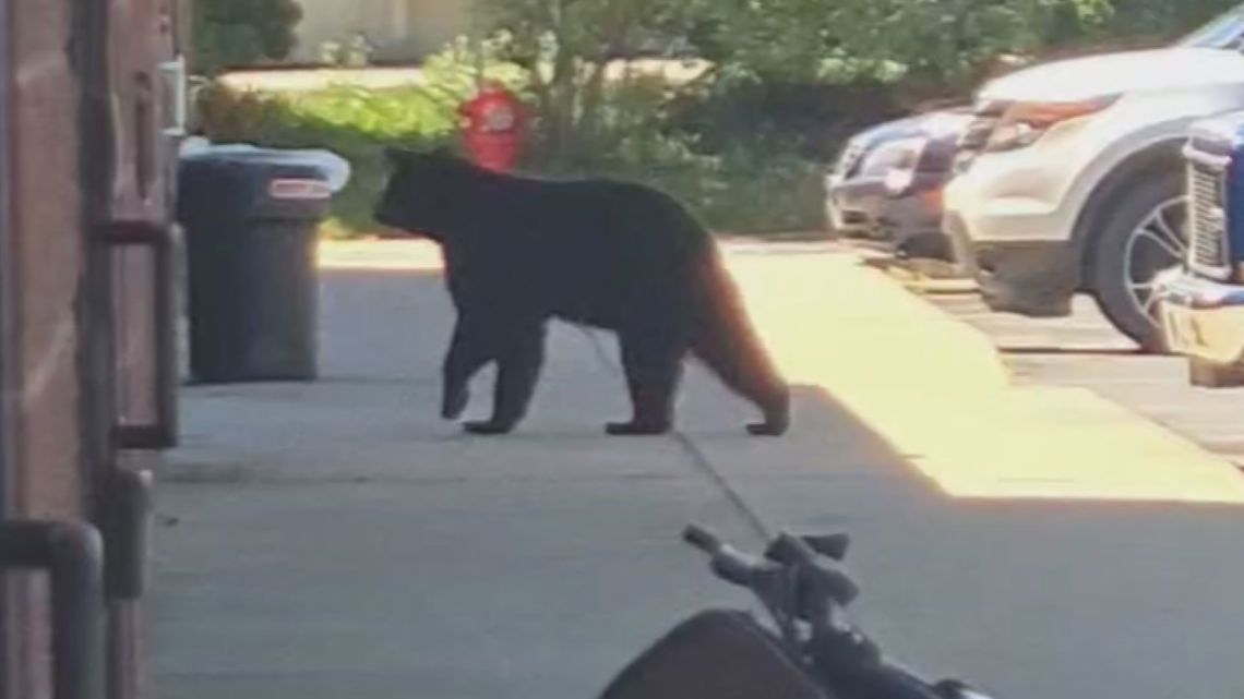 Why are black bears showing up in West Michigan? | wzzm13.com