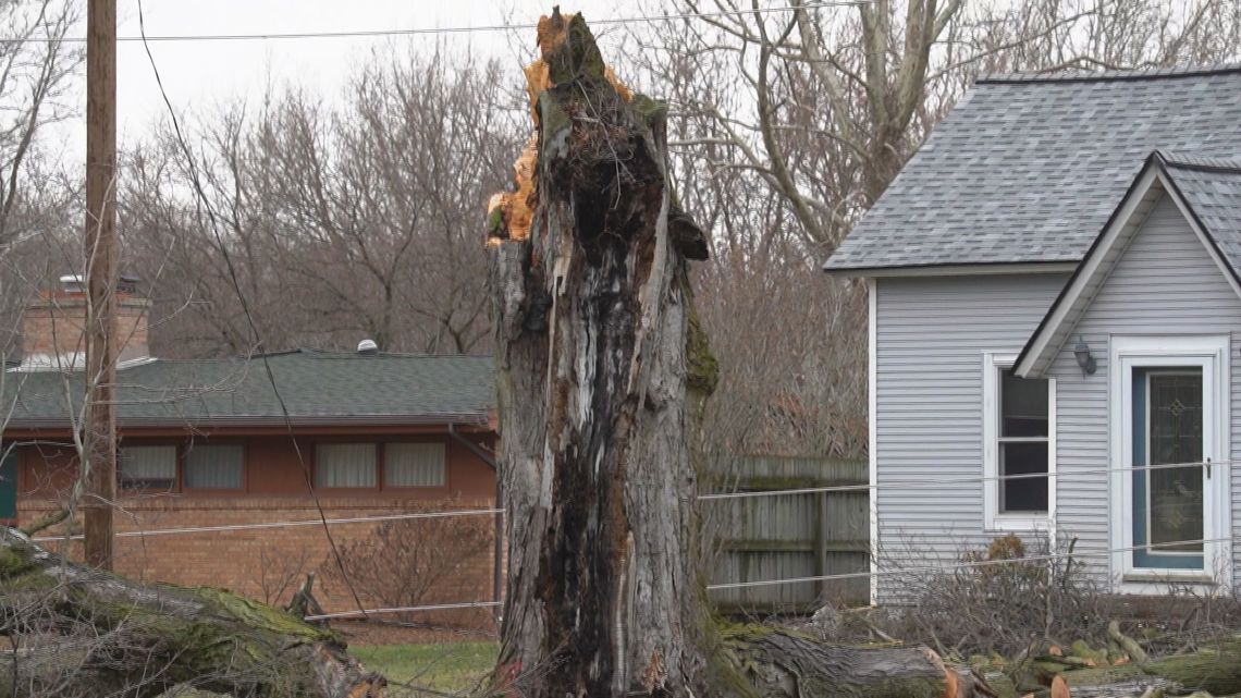 Downed tree knocks out power in Marne amid outages across West Michigan ...