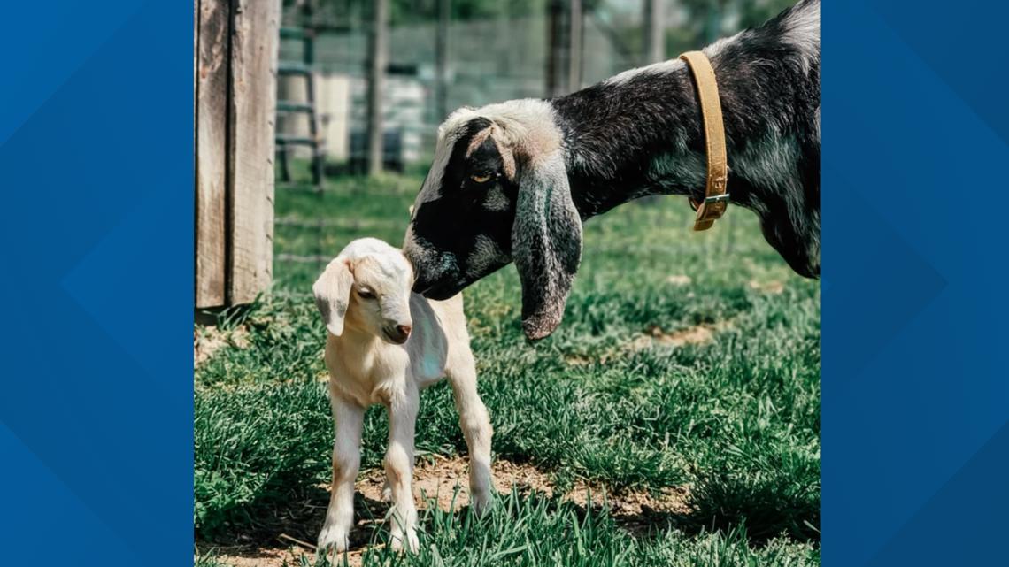 Deer Tracks Junction opening in late May | wzzm13.com