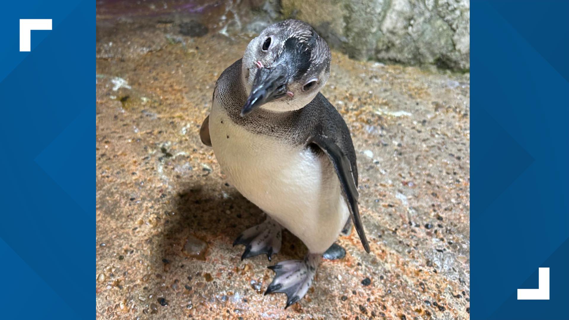 John Ball Zoo's penguin Phil wins international contest | wzzm13.com