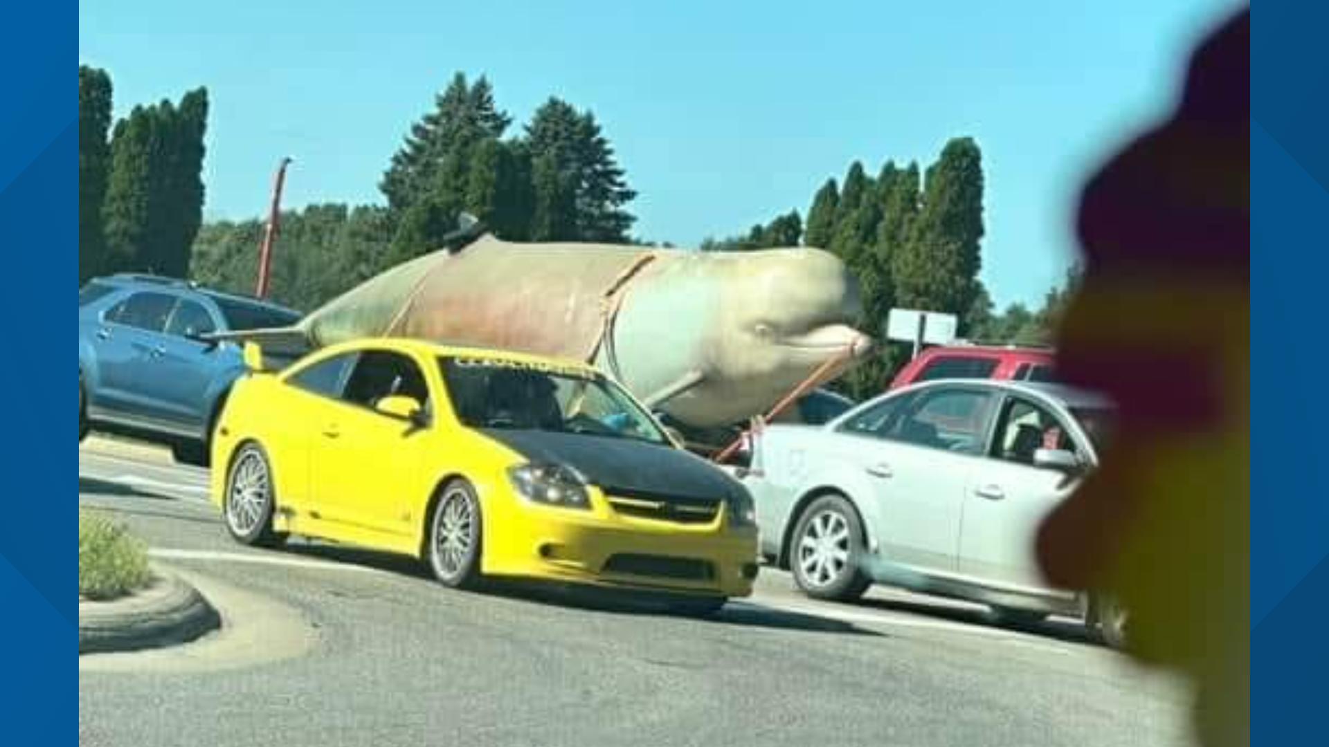 Battle Creek Habitat for Humanity ReStore selling huge fake whale ...