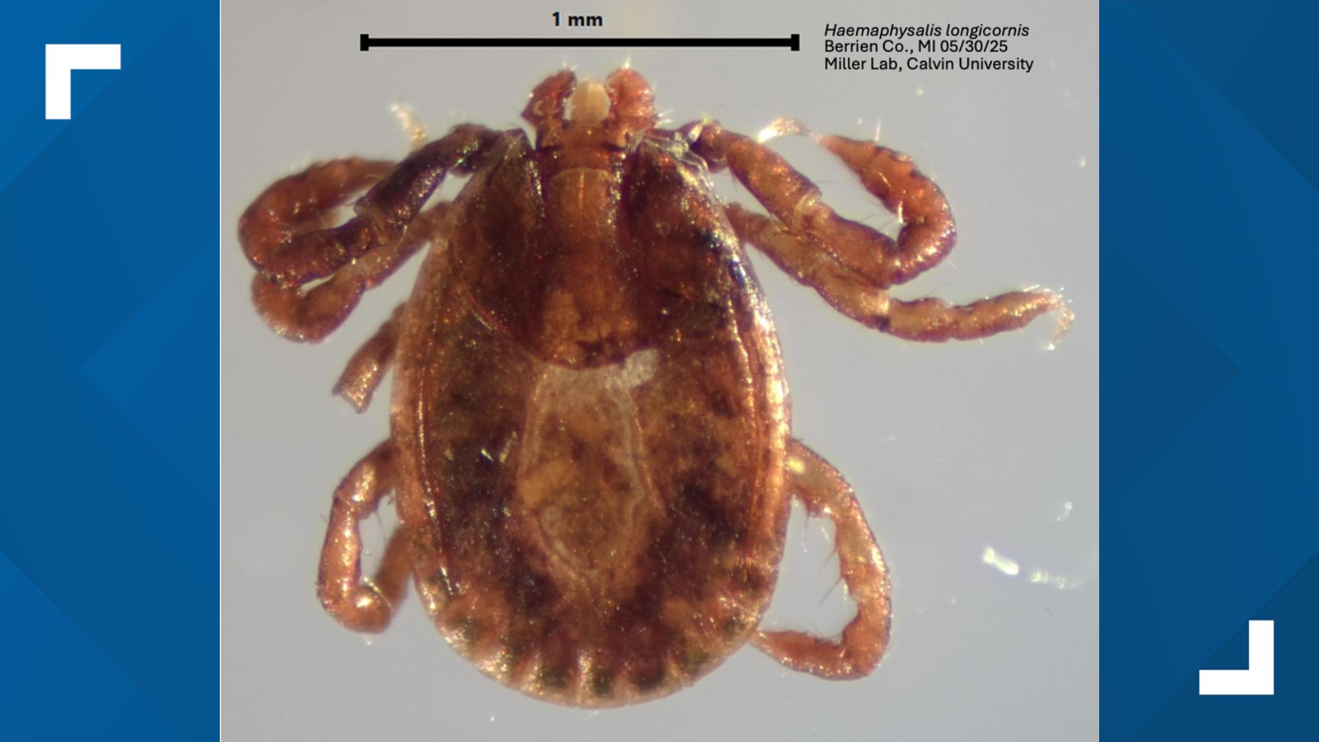 Michigan detects first Asian longhorned ticks | wzzm13.com