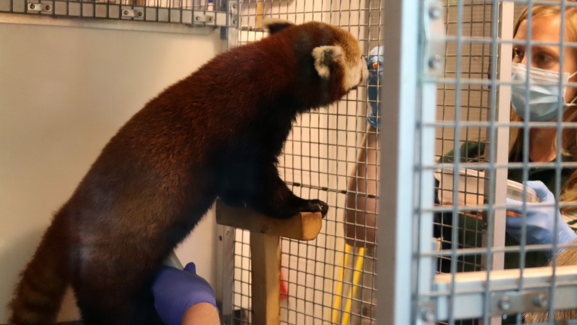 John Ball Zoo's red panda pregnancy | wzzm13.com