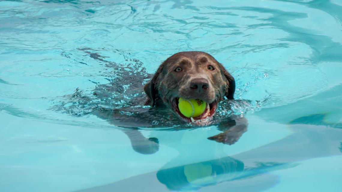 Grand Rapids hosting dogs-only pool party this summer | wzzm13.com
