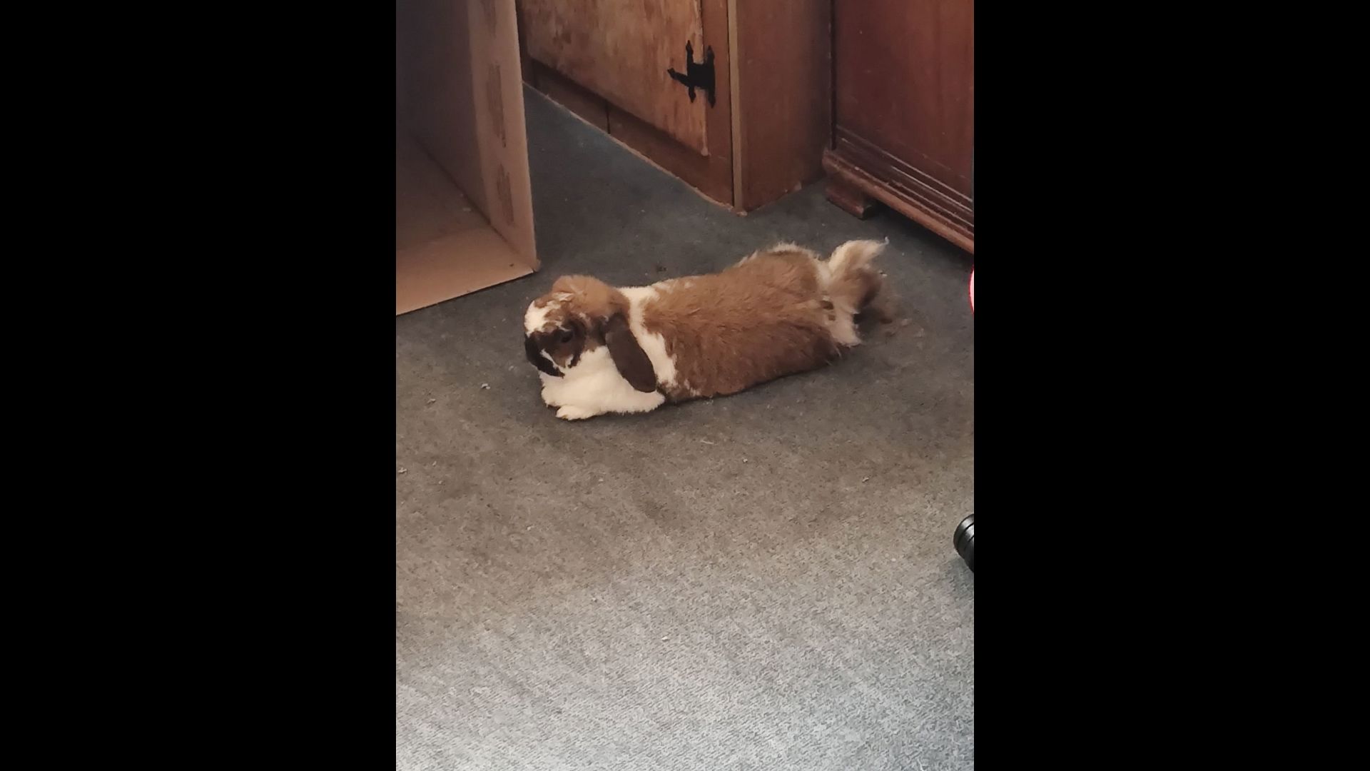 HOPPY April to all our Furry Friends! | wzzm13.com