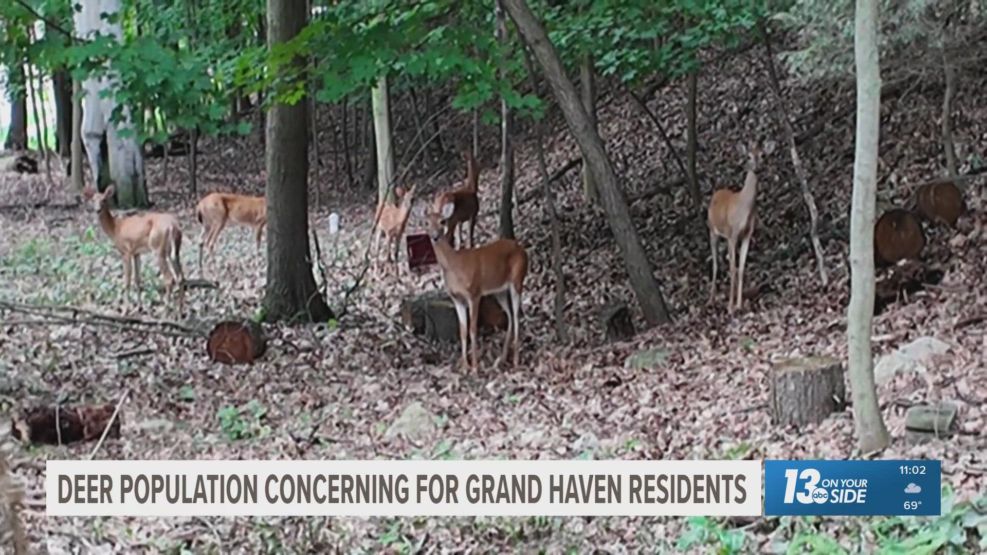 Grand Haven discusses deer management strategy | wzzm13.com