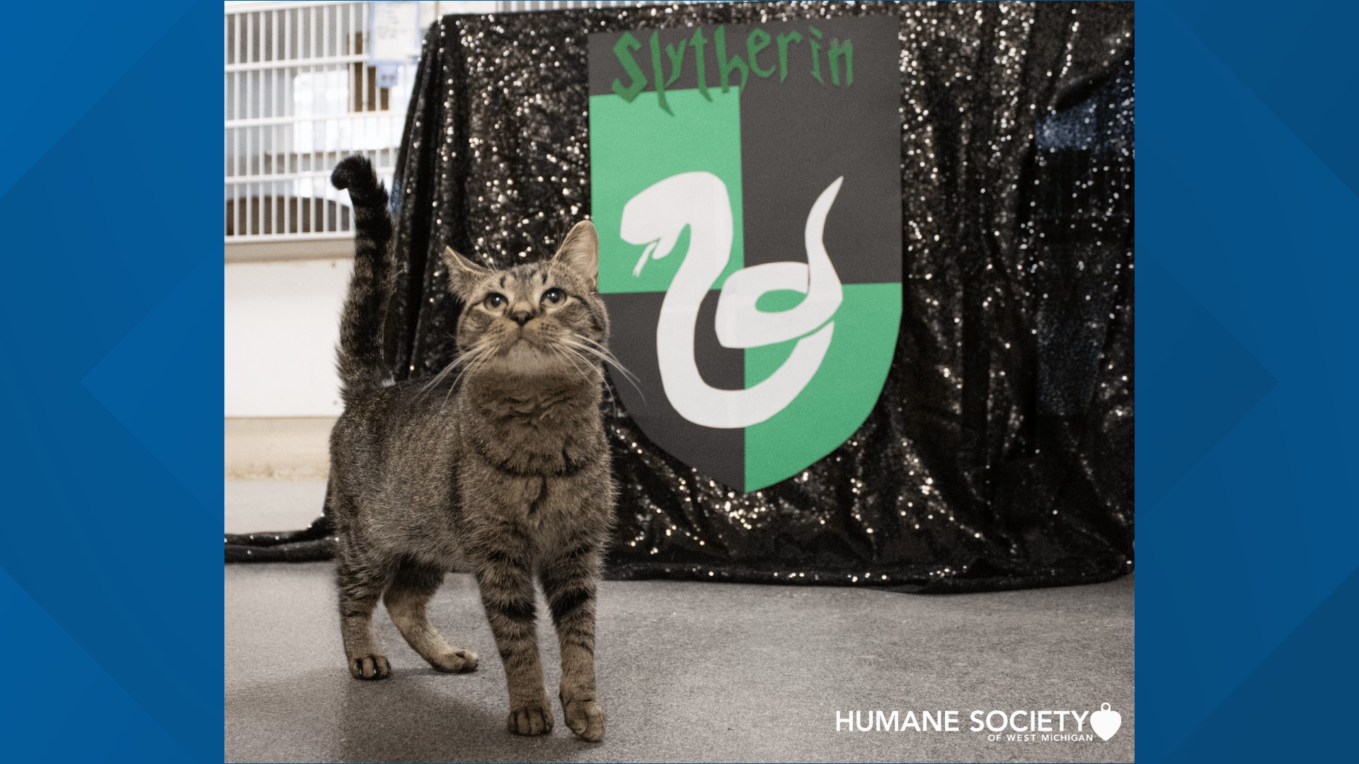 Humane Society of West Michigan hosting Harry Potter adoption day ...