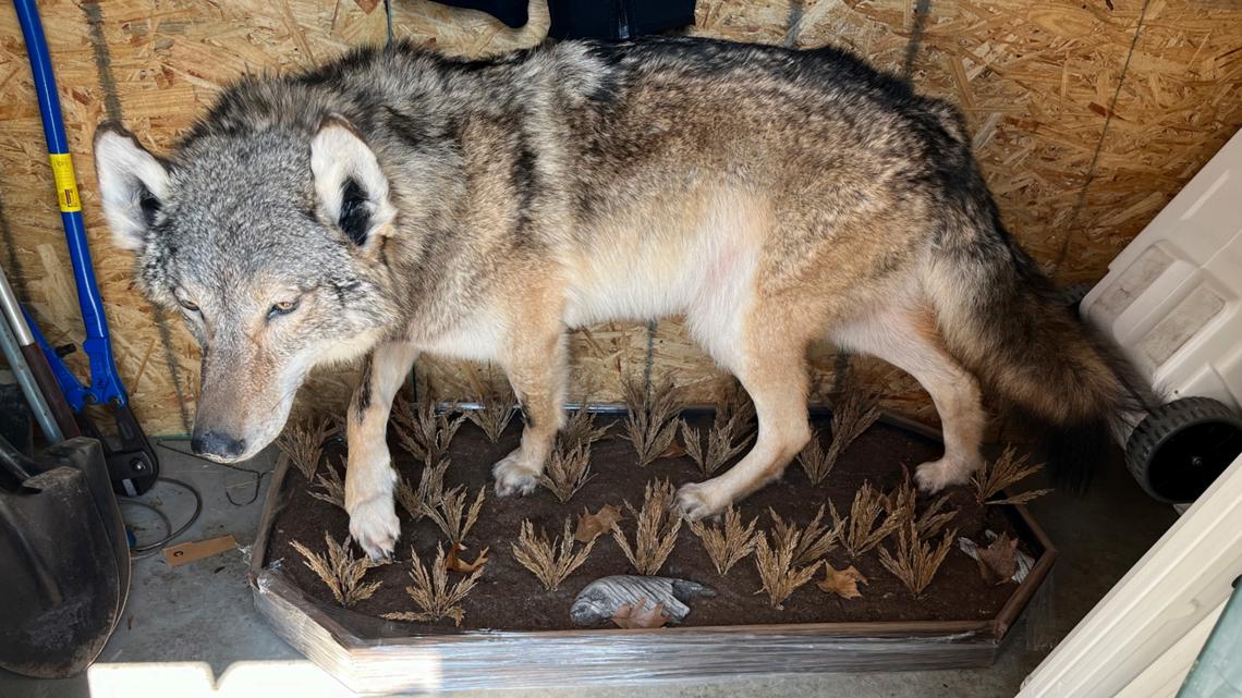 Experts investigating how gray wolf ended up in Calhoun Co. | wzzm13.com