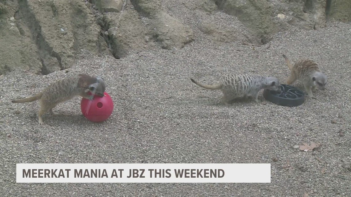 Learn all about meerkats at John Ball Zoo this Labor Day weekend ...