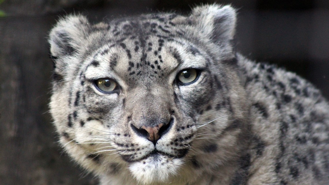 John Ball Zoo mourns death of 18-year-old snow leopard | wzzm13.com