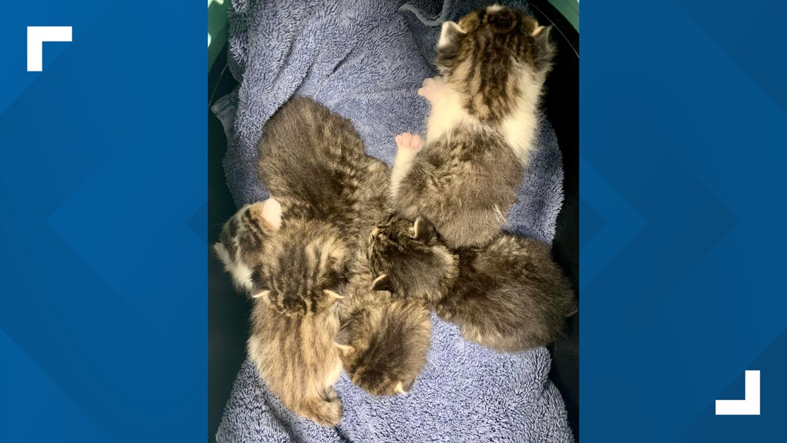 Harbor Humane Society needs help after taking in 19 stray cats | wzzm13.com