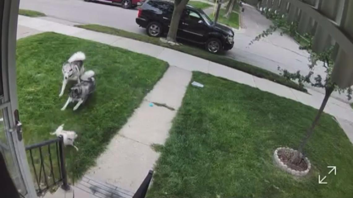 Dog attacked after two larger dogs ran into its yard in GR | wzzm13.com