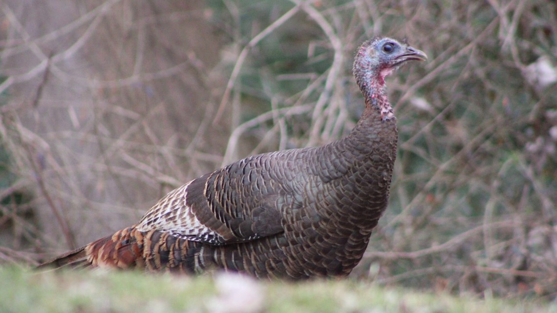 Michigan Bird Nerd Wild Turkey