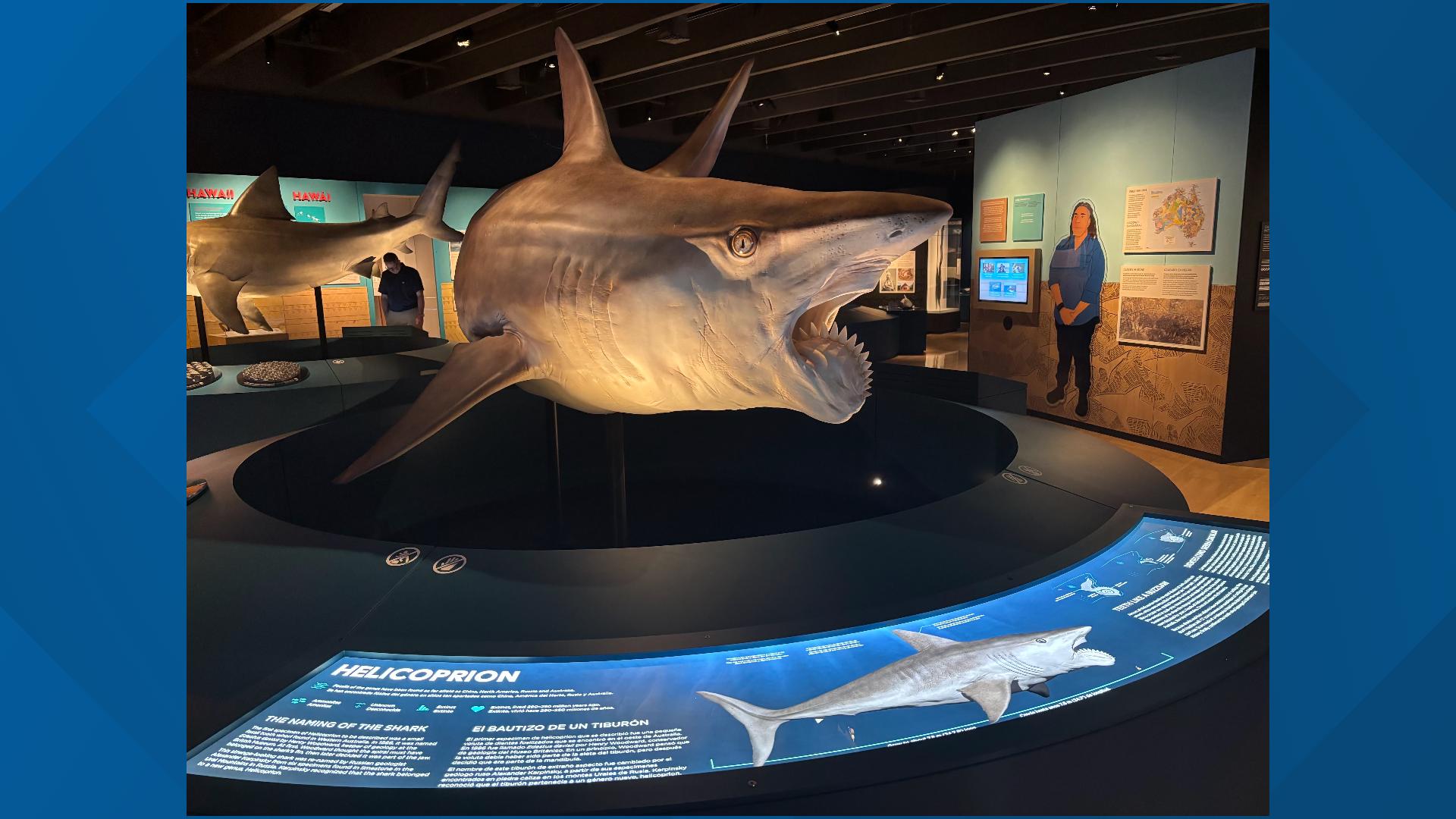 Here’s why sharks need our help | wzzm13.com