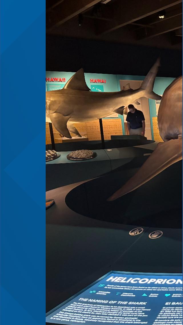 Here’s why sharks need our help | wzzm13.com