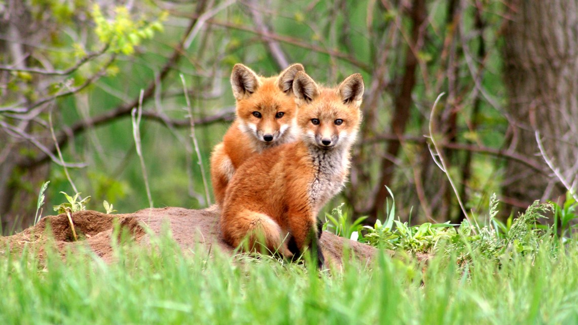 Michigan DNR: Bird flu confirmed in 3 red foxes | wzzm13.com
