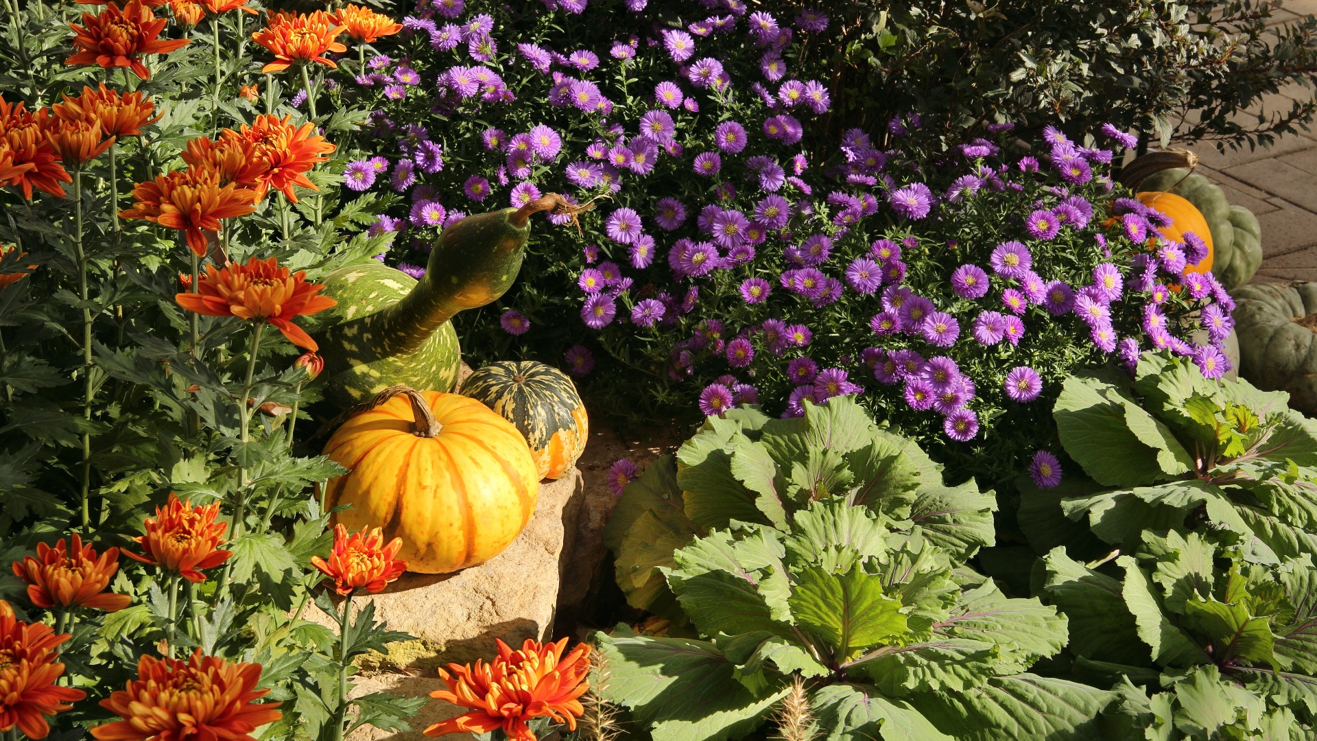 Meijer Gardens kicks off chrysanthemums exhibition in September ...