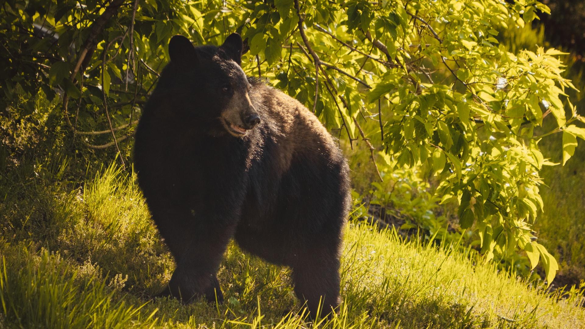 Local radio station helps track bear in Ludington with live-stream ...
