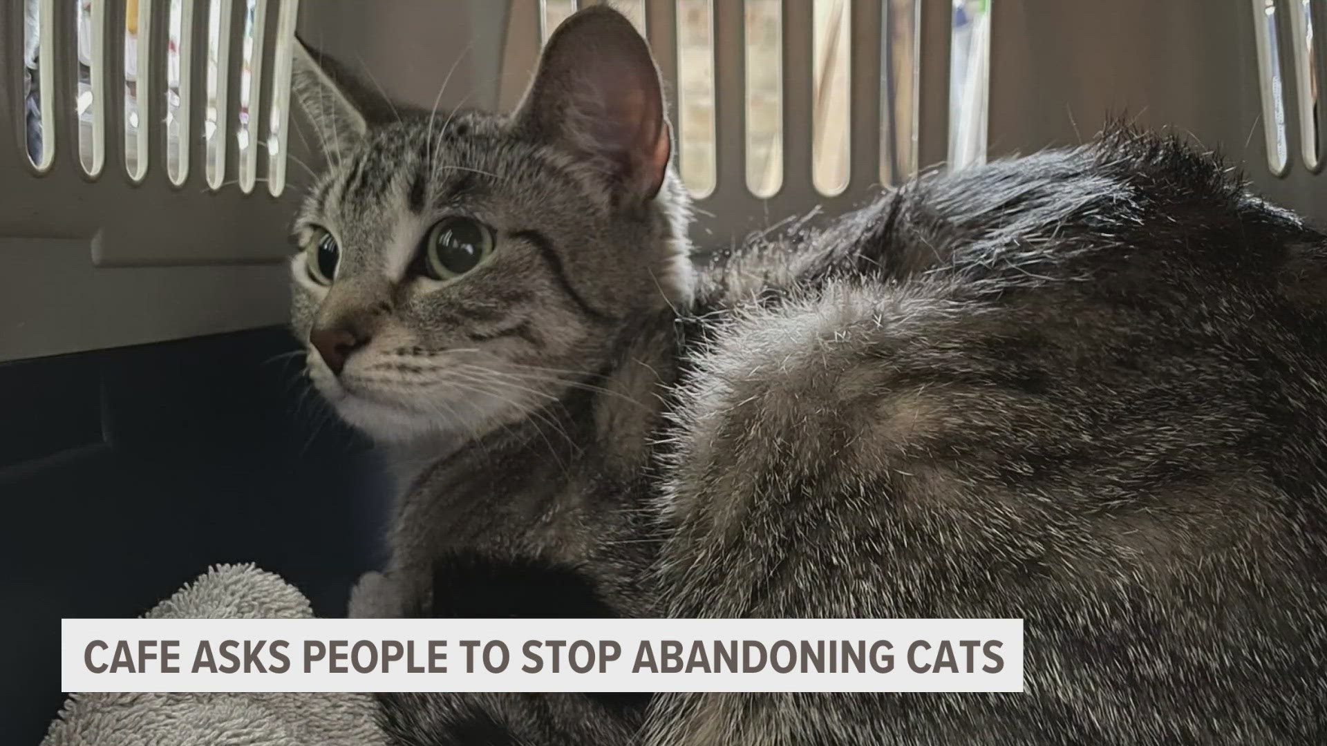 Happy Cat Cafe saves cat after unexpected drop-off | wzzm13.com