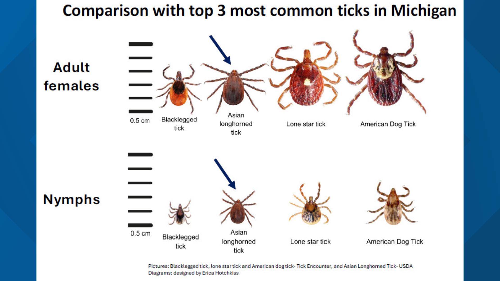 Michigan detects first Asian longhorned ticks | wzzm13.com