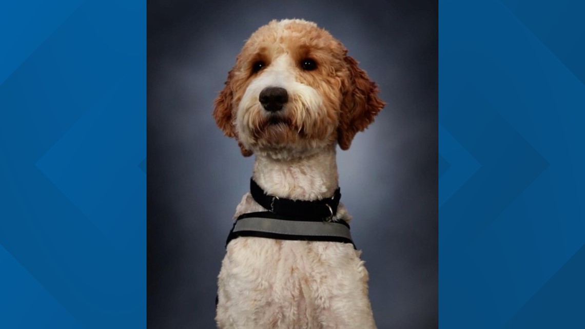 Dispatch dog brings comfort in Michigan call center | wzzm13.com