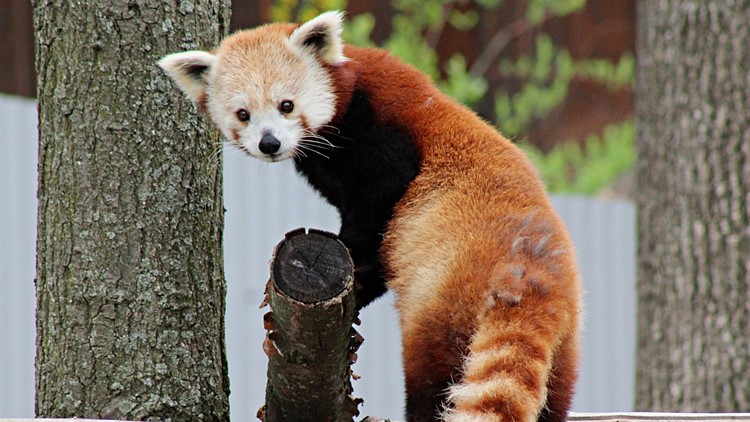 Seeing double! Second red panda makes her debut at John Ball Zoo ...