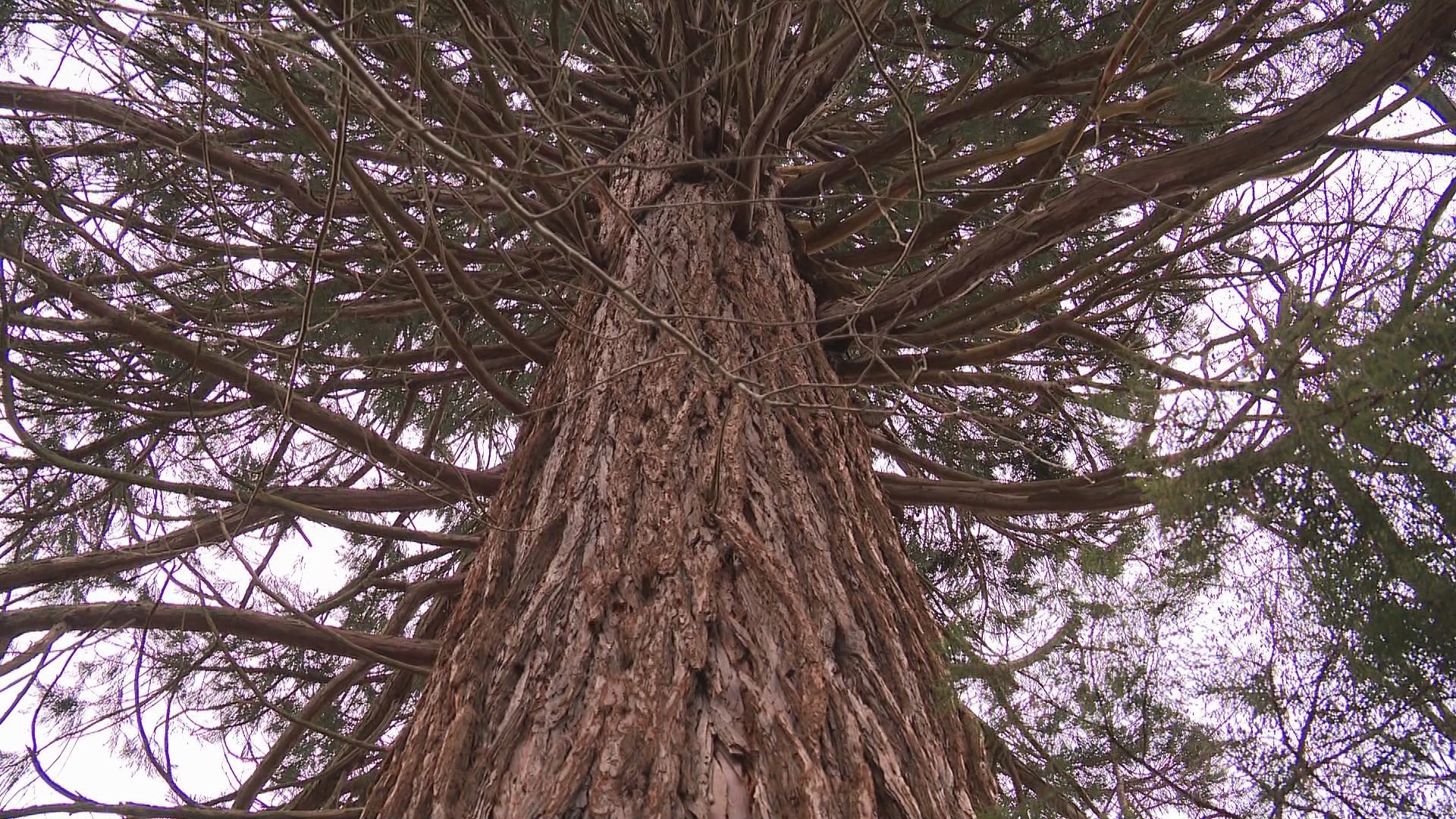 ATTACK OF THE CLONES: Michigan lab clones ancient trees used to reverse ...