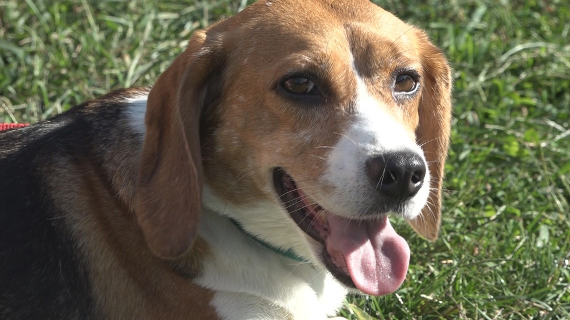 25 rescued beagles from shutdown facility adopted in West MI | wzzm13.com
