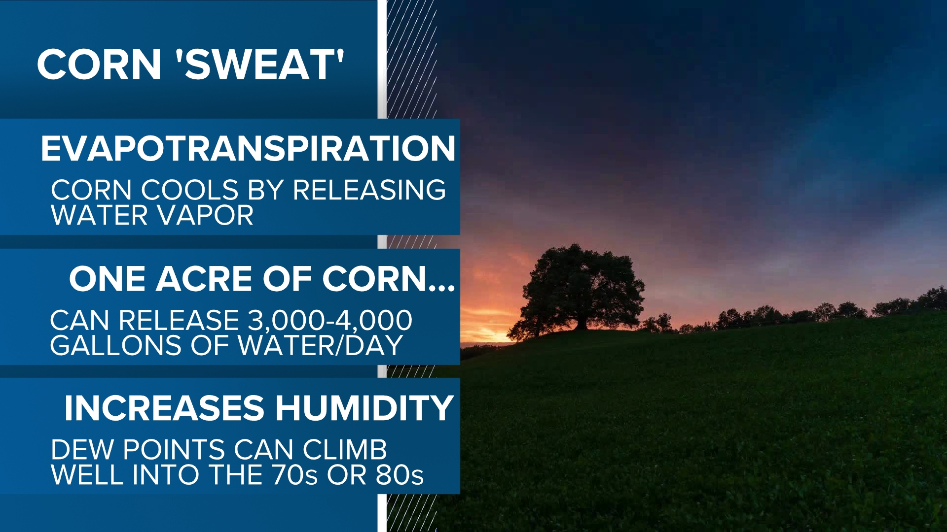 Corn 'sweat' to make it even more humid this coming heat wave | wzzm13.com