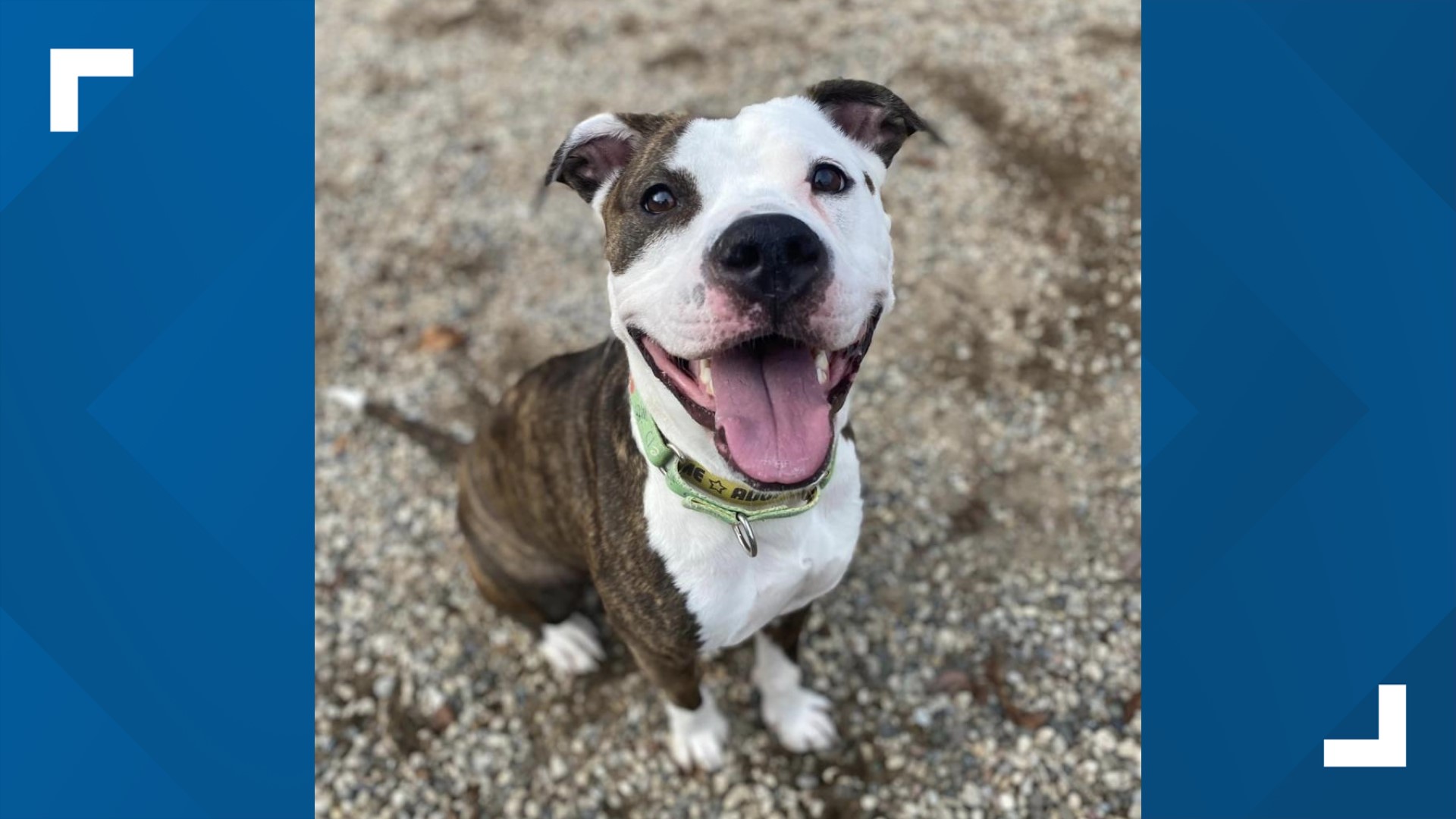 Adopt a senior dog at Harbor Humane | wzzm13.com