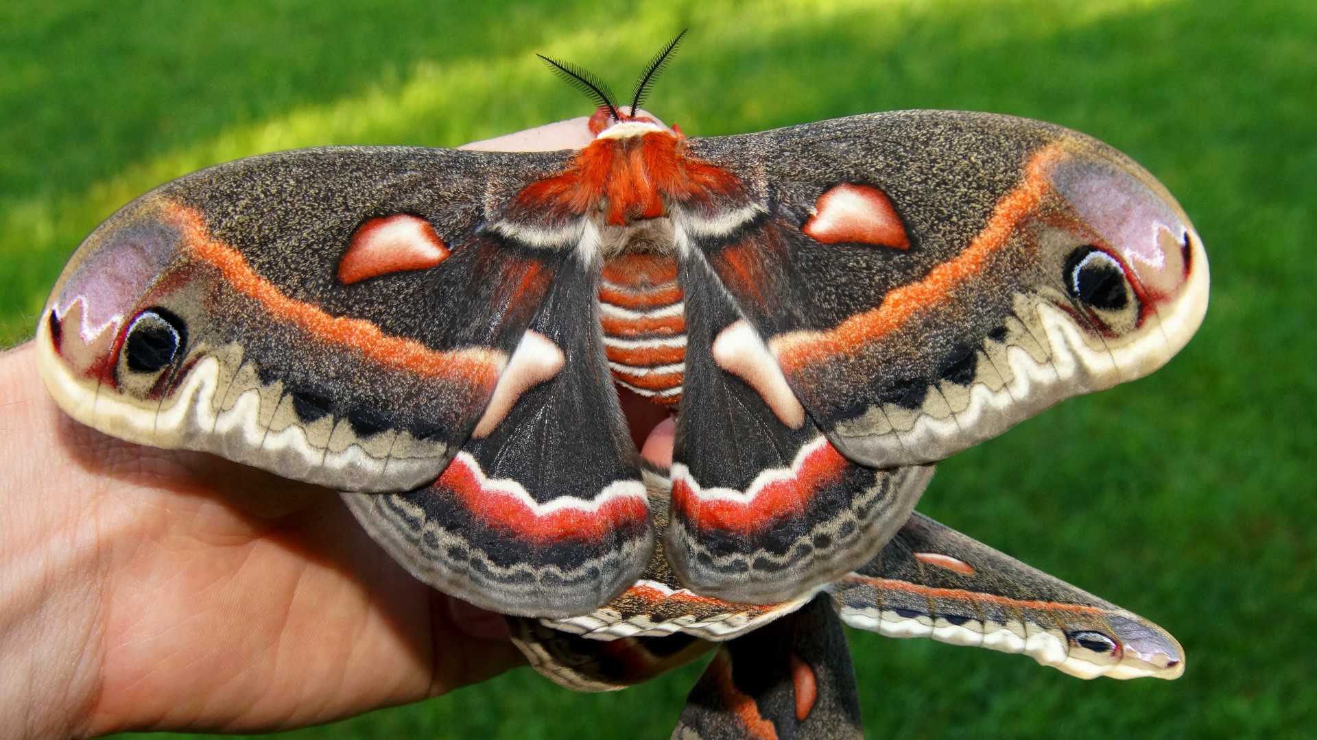 Michigan's biggest moth is out for the season | wzzm13.com
