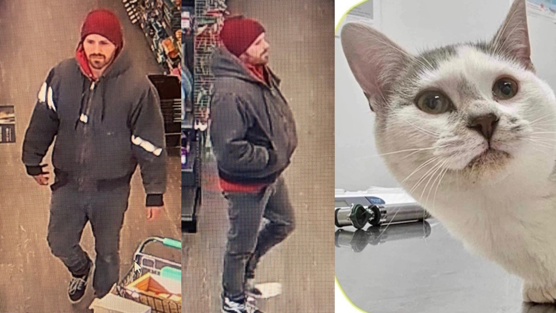 Man caught on camera stealing cat from pet shop | wzzm13.com