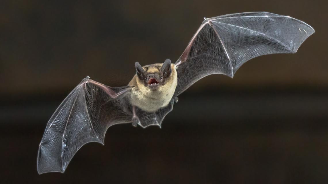 Ottawa Co. health officials identify first rabies-positive bat in 2025 ...
