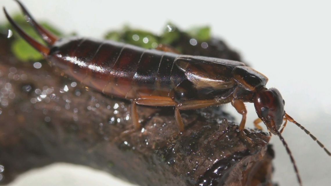 Expert explains why bugs may be found inside during the heat | wzzm13.com