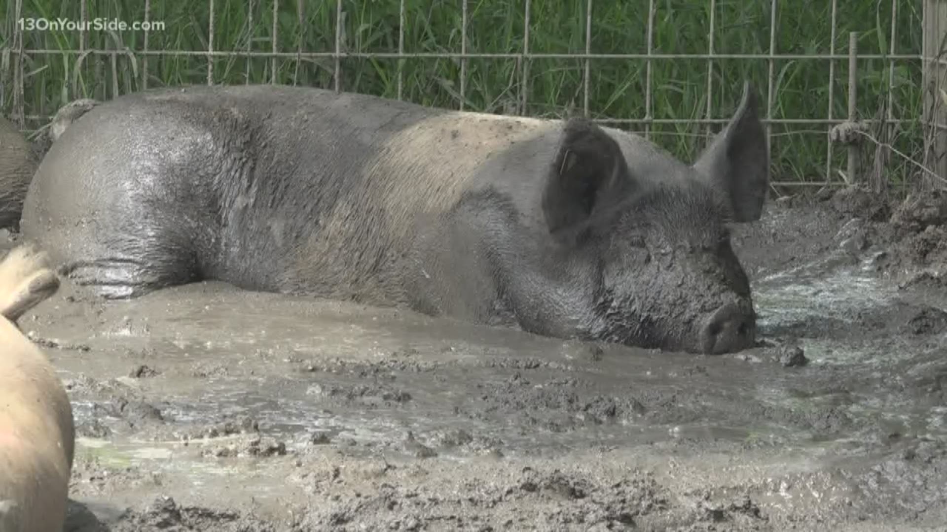 Teen's pig raises nearly $14,000 for neighbor with stomach cancer ...