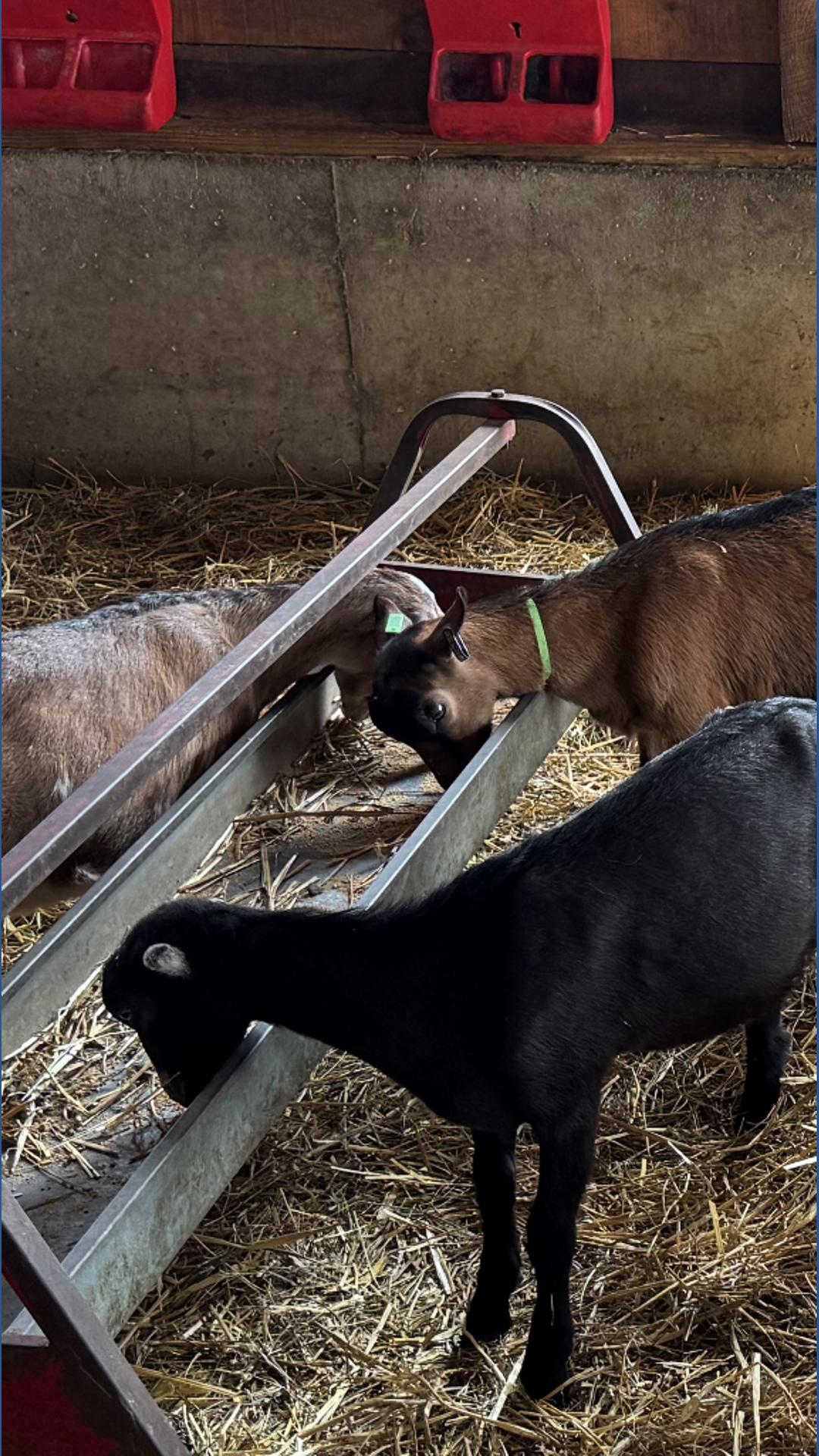 DOWN ON THE FARM | Critter Barn educates the next generation of farmers ...