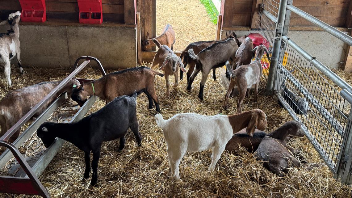 DOWN ON THE FARM | Critter Barn educates the next generation of farmers ...