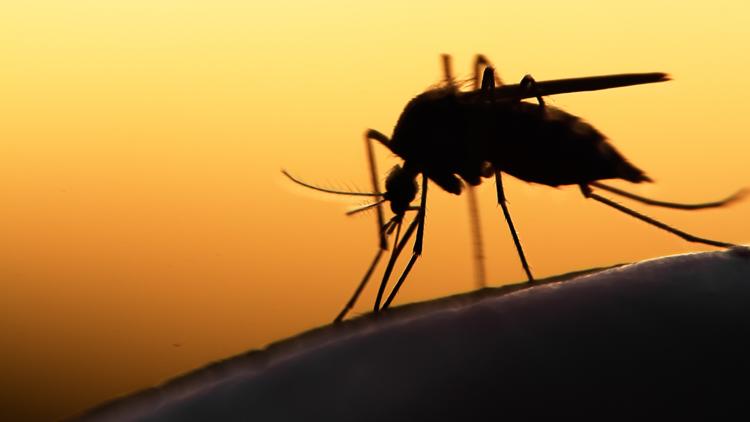 Kent County Health Department detects Jamestown Canyon virus in ...