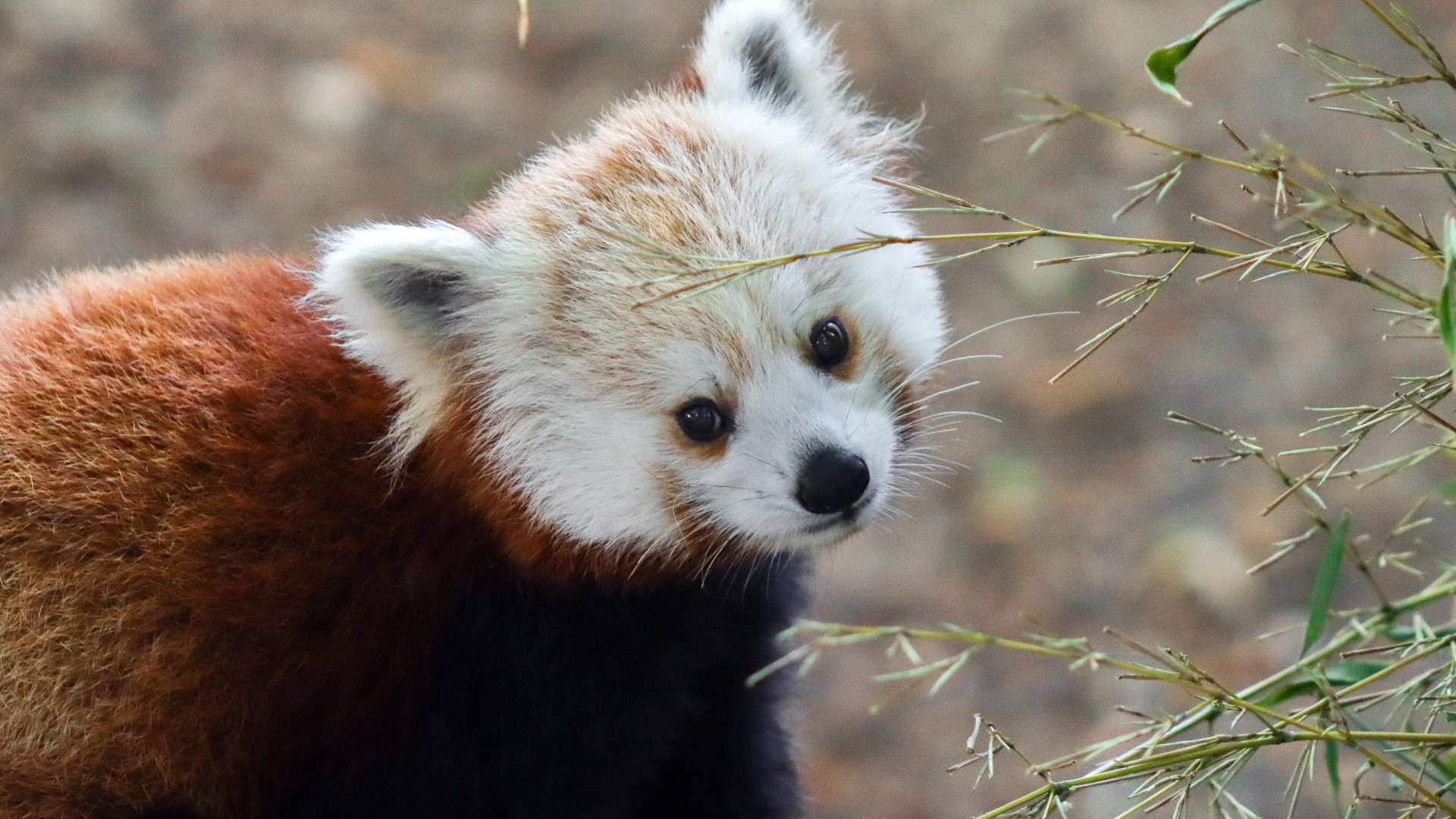 Saying Goodbye: Red panda cubs leaving John Ball Zoo | wzzm13.com