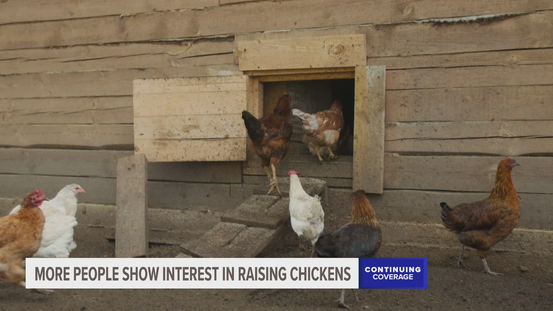Consumers opt to raise their own chickens while egg prices rise ...
