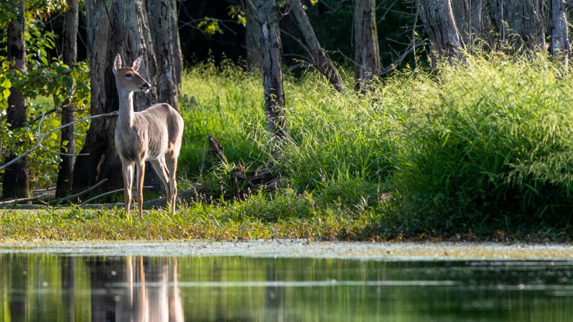 Michigan deer hunters face major rule changes for 2026-2027 seasons ...