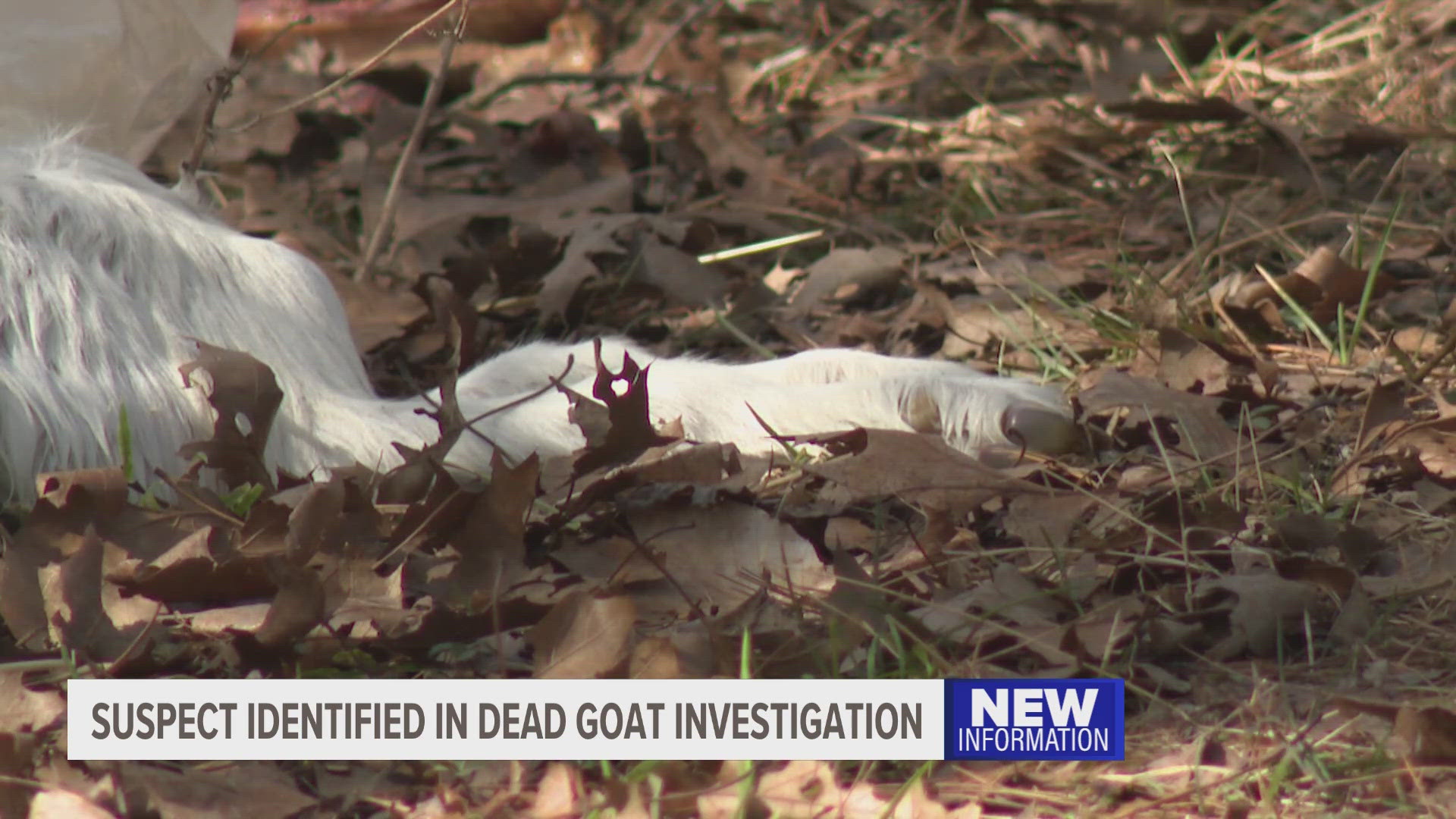 DNR investigates dead goats in Manistee National Forest | wzzm13.com