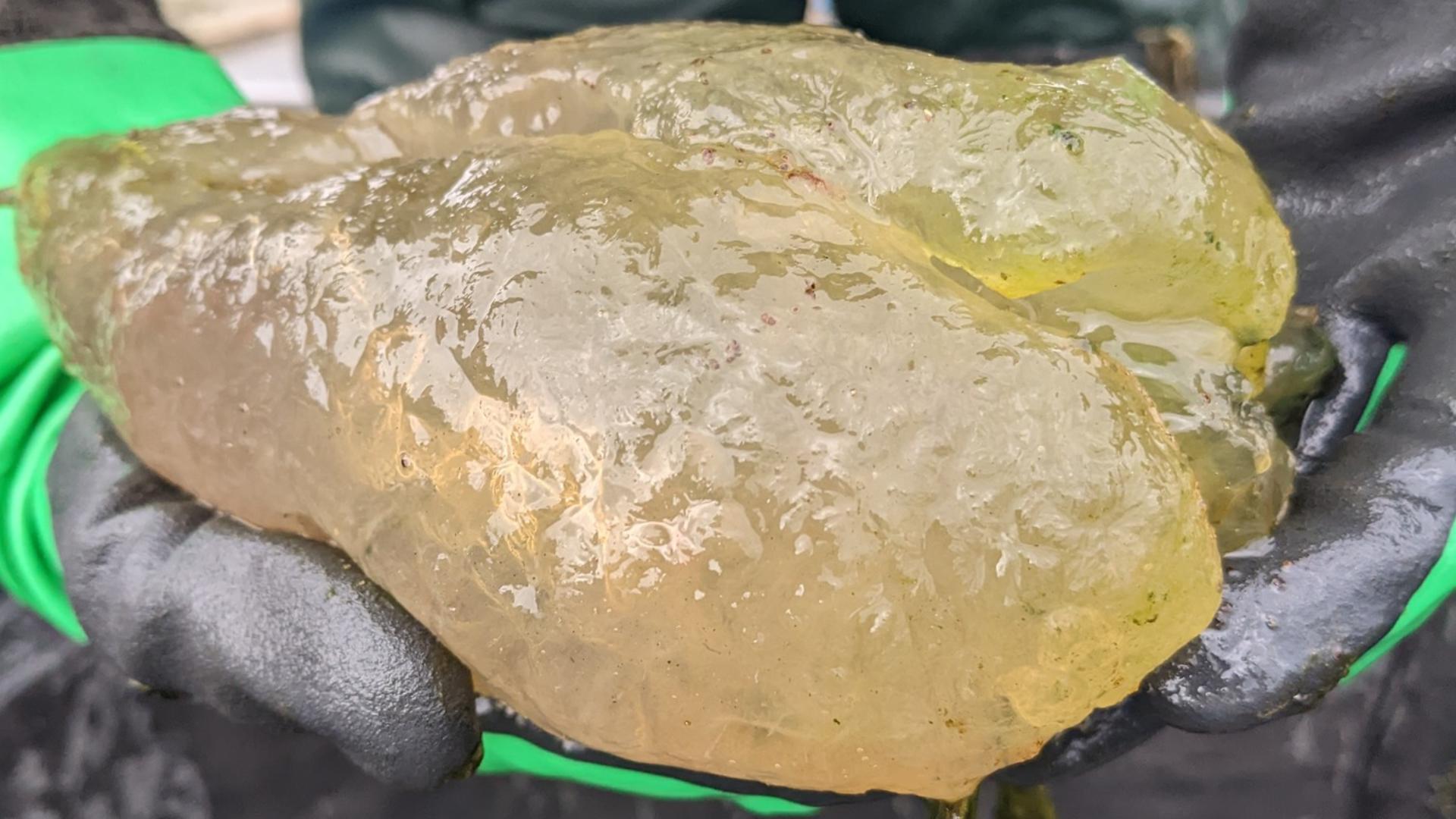 Bryozoan colony found in northeast Michigan | wzzm13.com