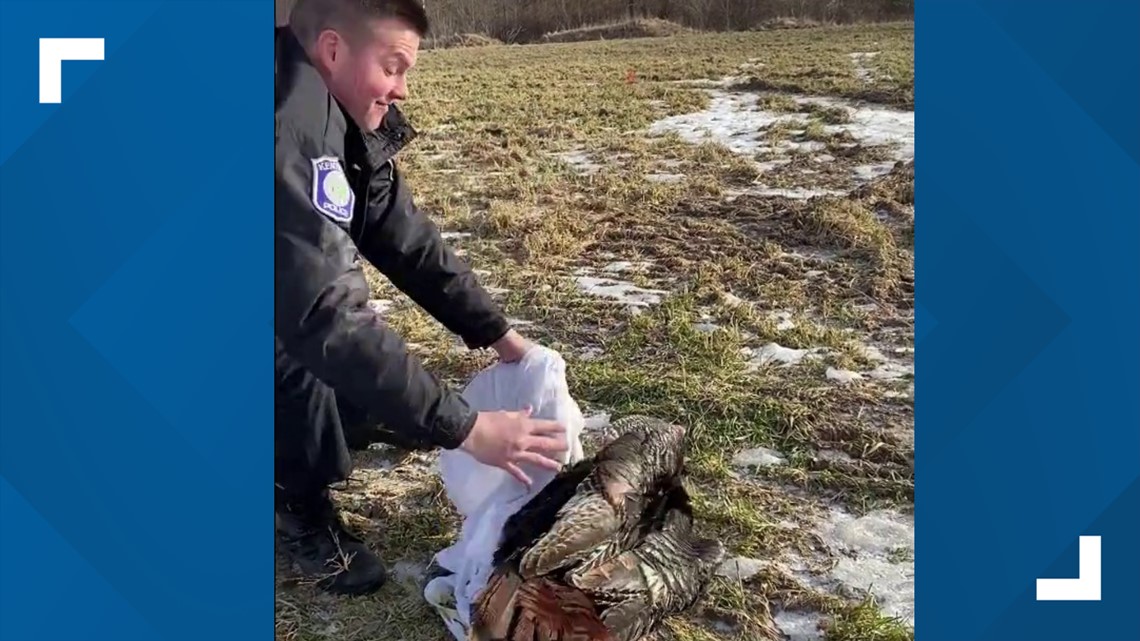 'Gary the Turkey' captured, released in Kentwood | wzzm13.com