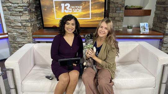 Adopt-a-pet: Meet Lil Lobo at Big Lake Humane Society | wzzm13.com