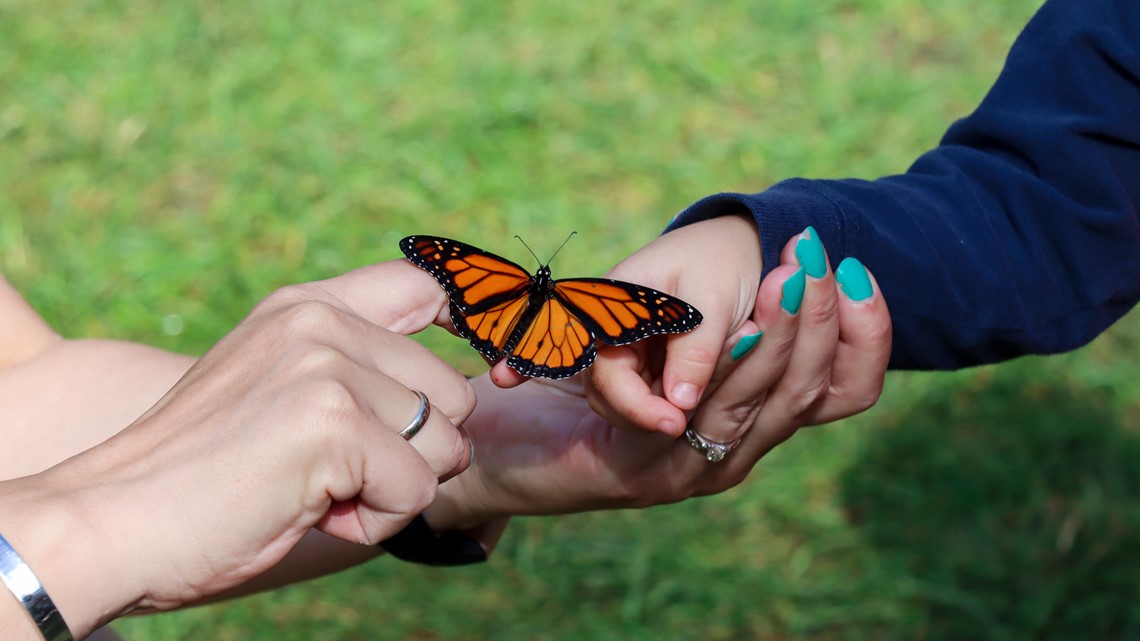 John Ball Zoo to release butterflies for Monarch Day | wzzm13.com