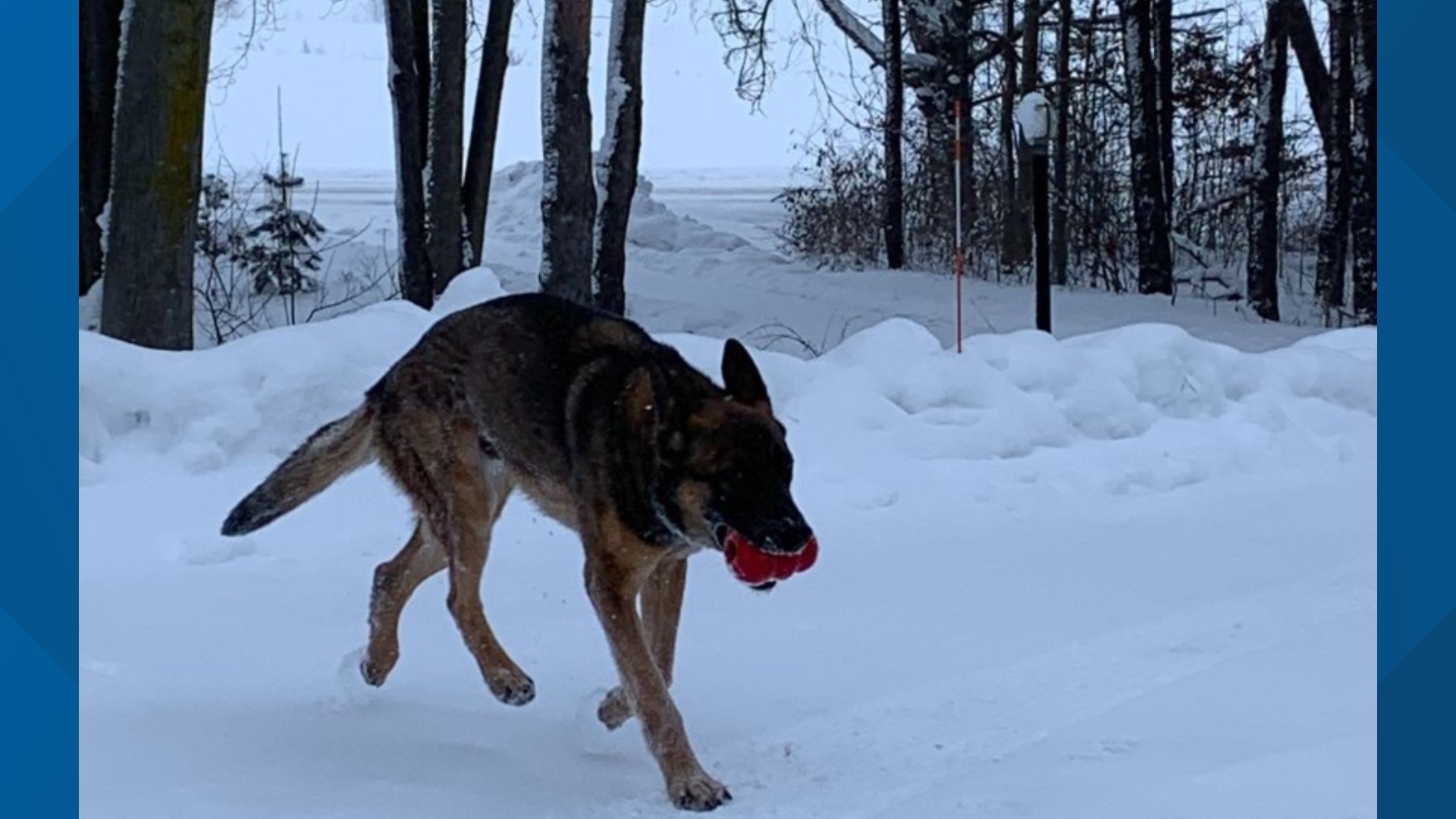 Grand Rapids Police K9 Dozer retiring after crash back in August ...