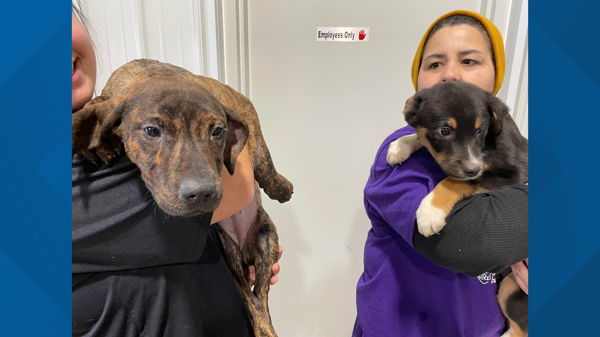 80 dogs seized from Michigan home | Shelter in dire need | wzzm13.com
