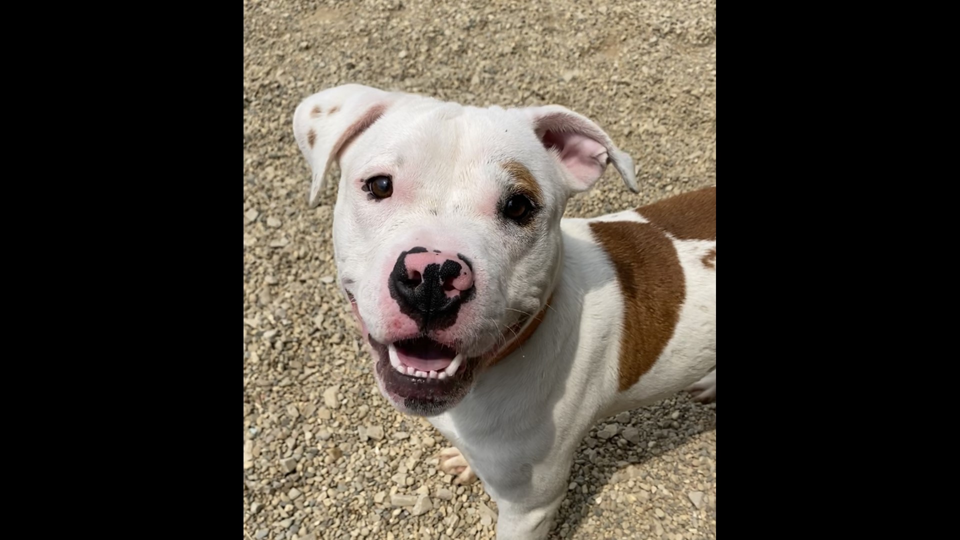 Meet adoptable Collin from Wishbone Pet Rescue | wzzm13.com